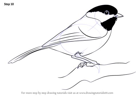 How To Draw A Black Capped Chickadee Birds Step By Step