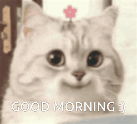 Good Morning Cat Meme Good Morning Cat Flower Discover And Share S