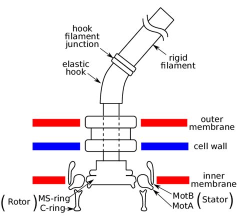 Schematic Diagram Of The Bacterial Flagellar Motor Adapted From Berg