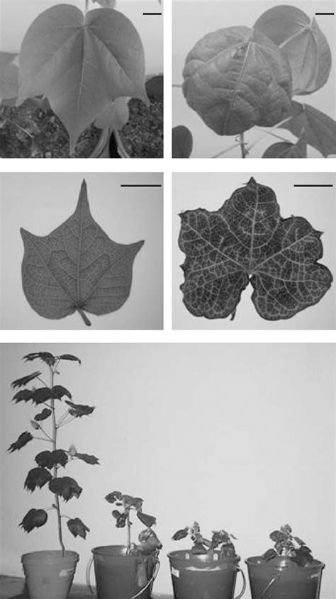 Symptoms Of Cotton Blue Disease A Expanded Leaf From A Healthy Control Download Scientific