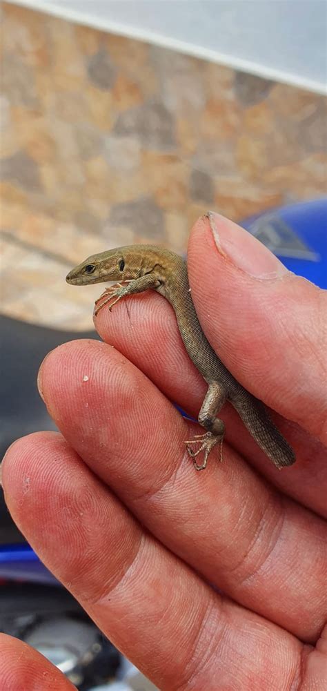 What Is This Guys Rlizards