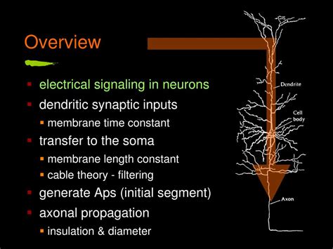 Ppt Passive Properties Of Membranes And Synaptic Integration Powerpoint