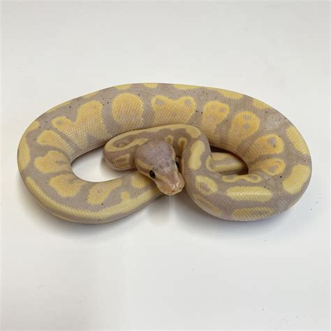 Banana Fire Het Piebald Royal Python Male Planted Terraria Exotics