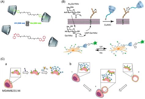 Typical Hostguest Interaction For Cell Aggregation A Structures Of