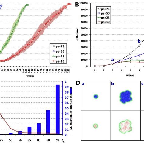 Tumor Cell And Cancer Stem Cell Dynamics During The Five Weeks Of