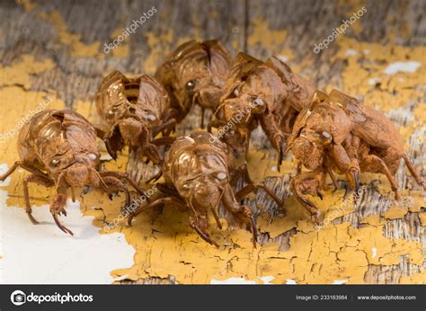 Cicada Nymph