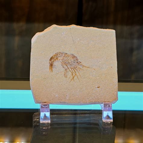 Fossilized Shrimp Pezrok Natures Artistry