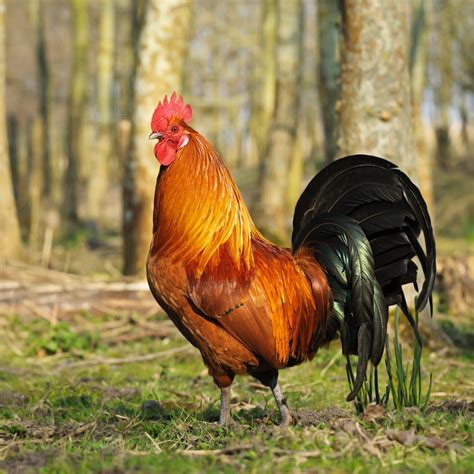 Rhode Island Chicken Red Rhode Island Red Chicken Umoy