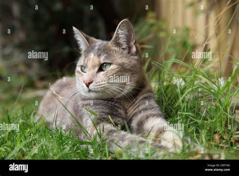 Grey Tortoiseshell Cat