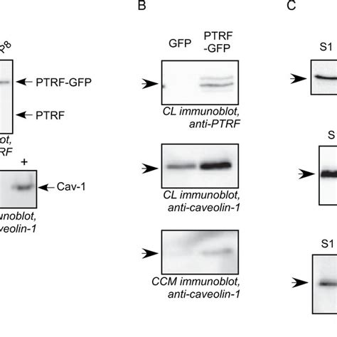 Cav 1 And Ptrf Expression In Prostate Cancer Cell Lines Cell Lysates Download Scientific