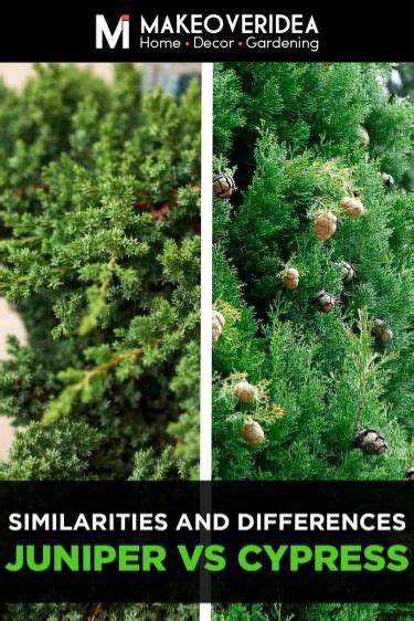 Juniper Vs Cypress Trees Key Similarities And Differences