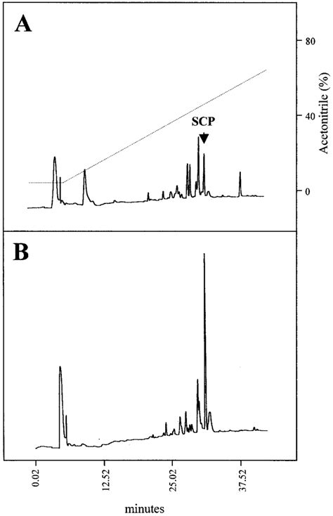 Scp B Is Degraded By An Apl Ysia C Ns N Ep Like Enzyme Scp B Was Download Scientific Diagram