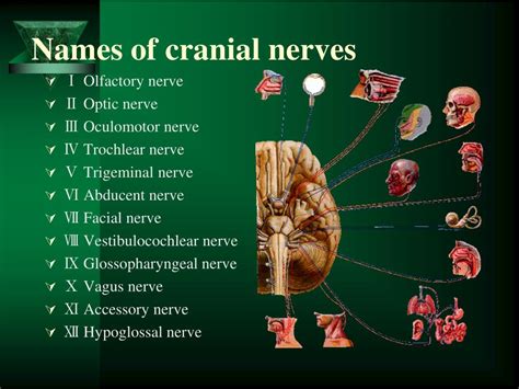 PPT The Cranial Nerves PowerPoint Presentation Free Download ID 5707961