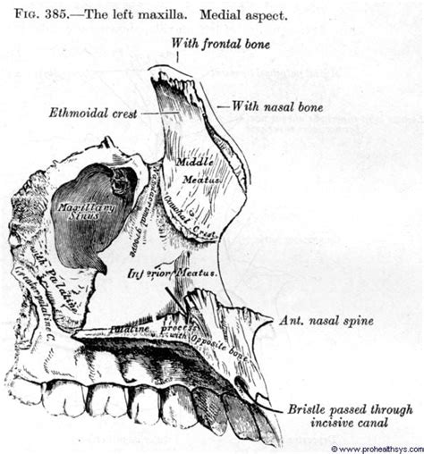 Orbital Surface Of Maxilla