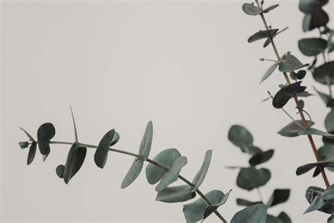 The 3 Types Of Eucalyptus House Smell Good House Smell Smell Good