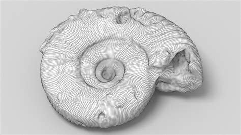 Ammonite Fossil 3d Model 15 Stl Obj Max Unknown Free3d