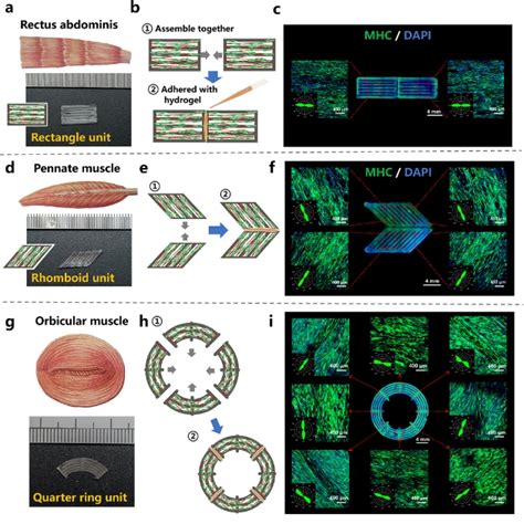 Electrospinner Skeletal Muscle Scaffold Module 3d Printing To Build Macroscopic Framework And Electrospinner Skeletal Muscle Scaffold Module 3d Printing To Build Macroscopic Framework And
