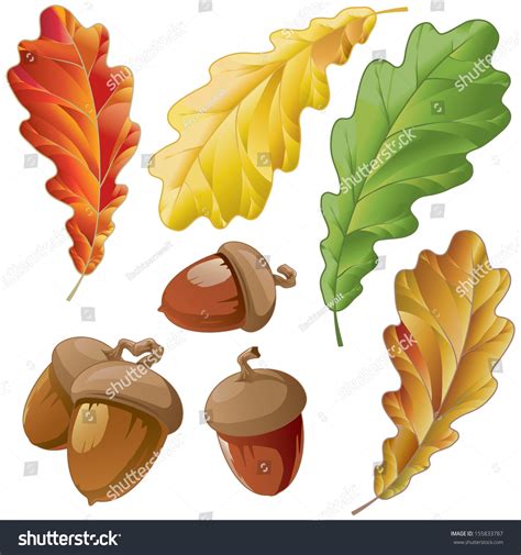 Oak Branches And Acorns Over 18 552 Royalty Free Licensable Stock Illustrations And Drawings