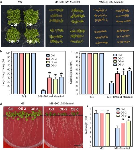 Mannitol Tolerance Test Of Llwrky22 Overexpression Arabidopsis Plants