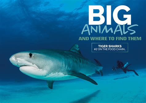 Tiger Sharks Apex Predators And The Truth Behind The Fear