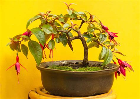fuchsia bonsai tree varieties care and propagation tips