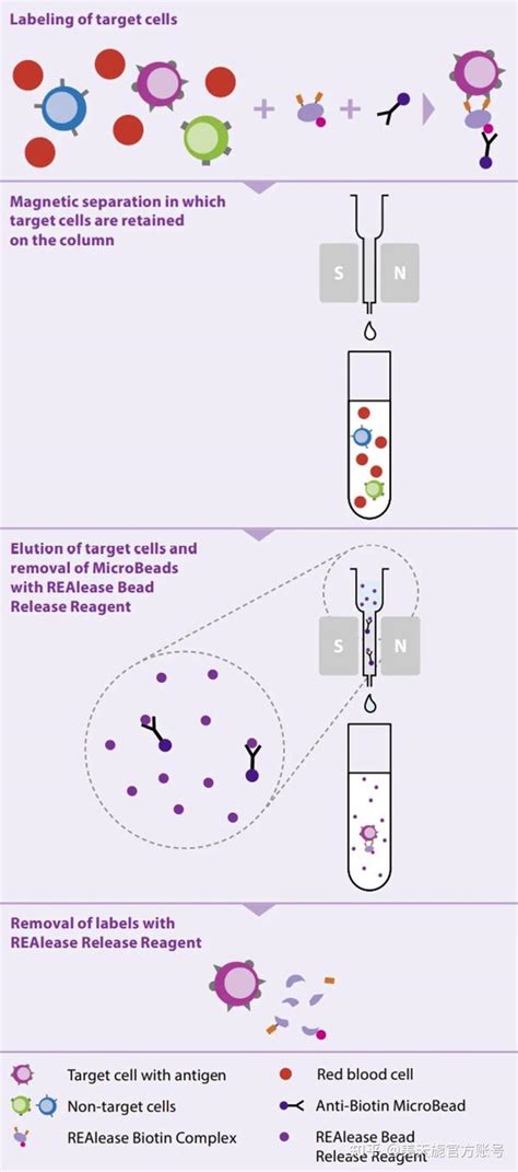 复杂样本靶细胞高纯度、高得率分离一步到位——美天旎straightfrom® 系列磁珠上新 知乎 复杂样本靶细胞高纯度、高得率分离一步到位——美天旎straightfrom® 系列磁珠上新 知乎