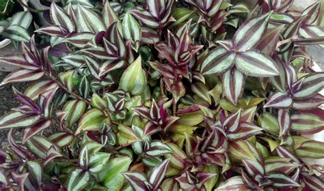 Сорта Традесканции Фото И Названия Комнатные — Картинки фотографии