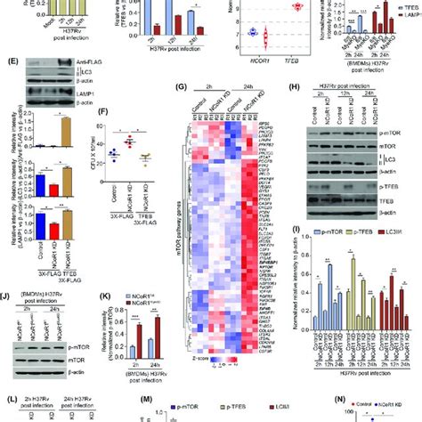 Ncor1 Regulates Mtor Tfeb Axis To Control Autophagy Induction And