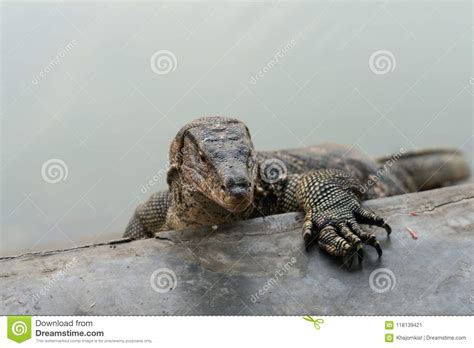 Varanus Salvator Stock Image Image Of Food Tongue 118139421