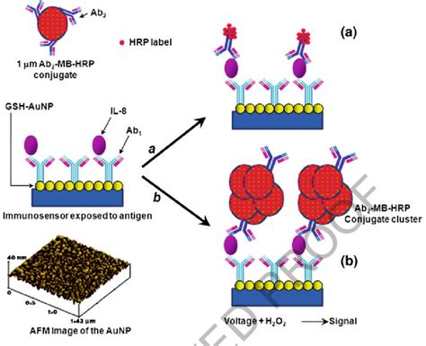 8 Illustration Of Detection Principles Of Aunp Immunosensors Using A