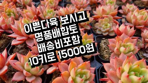 2022년 12월 26일 나날이 이뻐지는 다육 명품배합토 10키로 배송비포함 15000원 Youtube