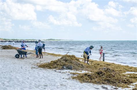 310 Sargasso Sea Photos Fotos De Stock Imagens E Fotos Royalty Free Istock
