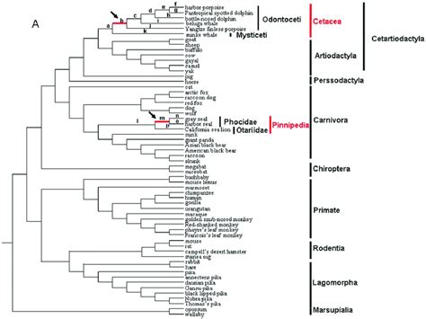 Phylogenetic Trees Of Leptin Gene Used For Codon Based Maximum