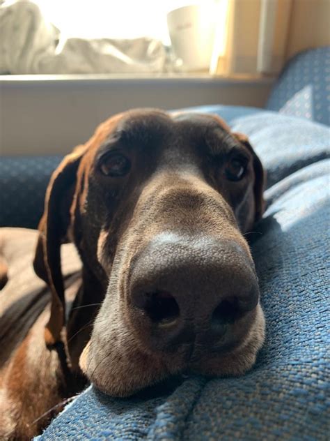 Algorithm Aversion Tessa Wilkie