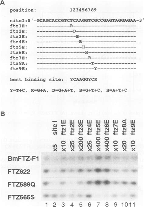 comparison of sequence specificities among wild type and mutant