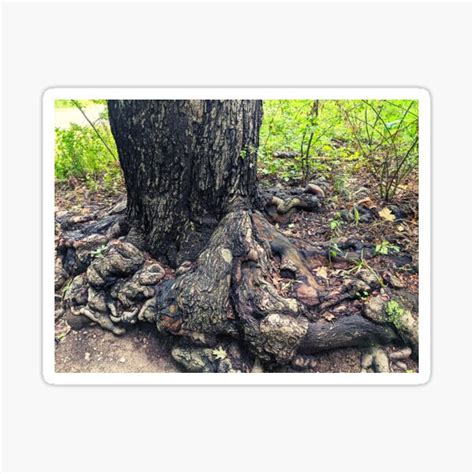Tree Roots Sticker For Sale By EyeDancing Redbubble