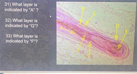 solved 31 what layer is indicated by a 32 what layer