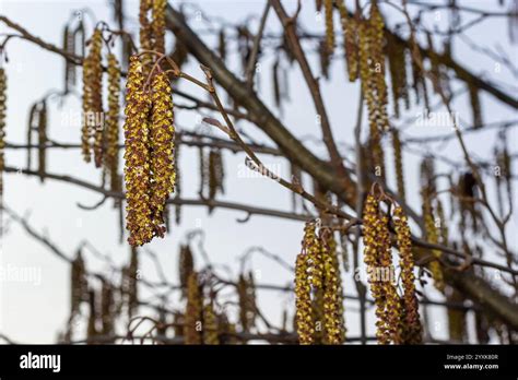 Small Branch Of Black Alder Alnus Glutinosa With Male Catkins And