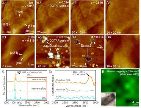A1−a4 A Time Sequence Of Afm Height Images Showing No Dotap Vesicles Download Scientific