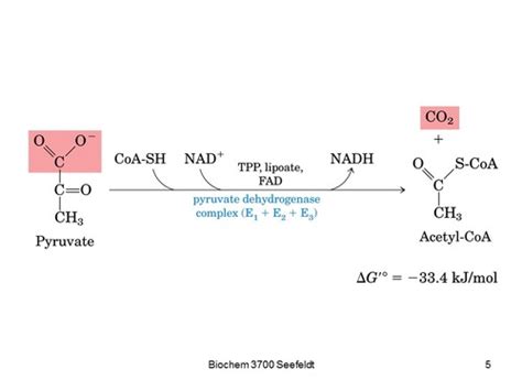 Exam 4 Hormones Glycolysis Regulation Pre Tca Cycle Tca Cycle Electron Transport Chain