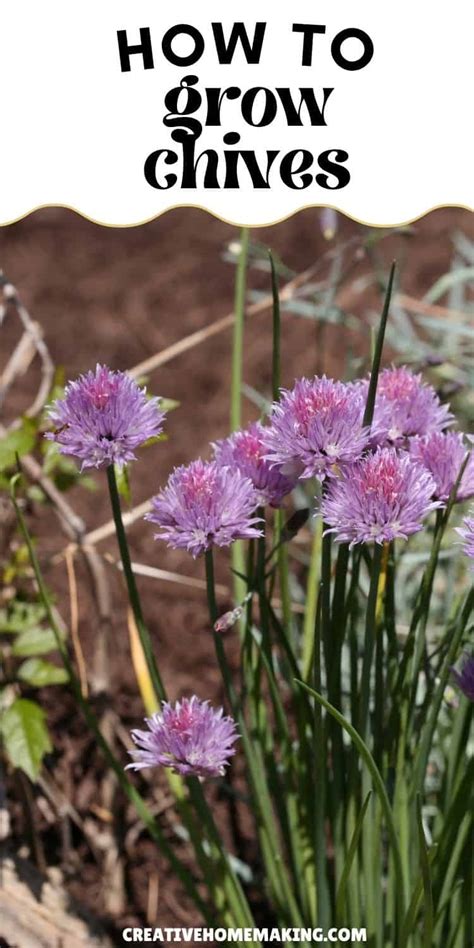 How To Grow Chives Easily In Your Home Garden Creative Homemaking