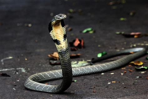 10 Espécies De Cobras Peçonhentas Jornal Correio