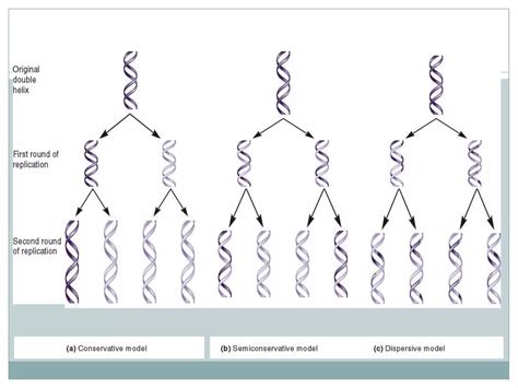 Dna Replication In Eukaryotes Pptx