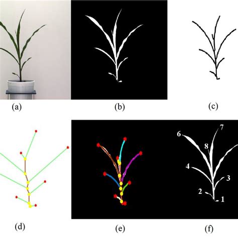 Pdf Visual Growth Tracking For Automated Leaf Stage Monitoring Based