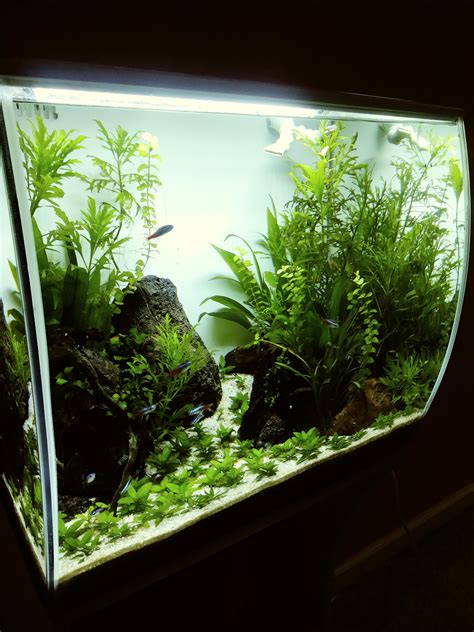 My Fluval Flex 15 Gallon R Plantedtank