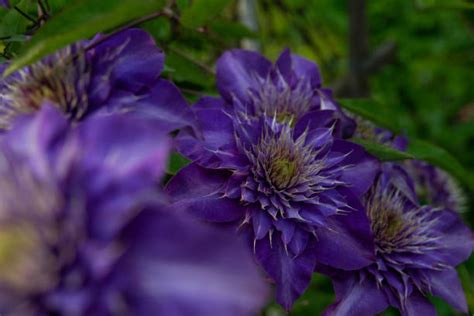 70 Climatis Fotografías De Stock Fotos E Imágenes Libres De Derechos