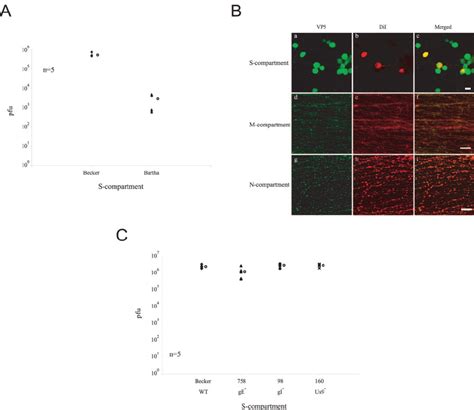 Prv Bartha But Not Ge Gi Or Us9 Null Single Mutants Have A Slight Download Scientific Diagram