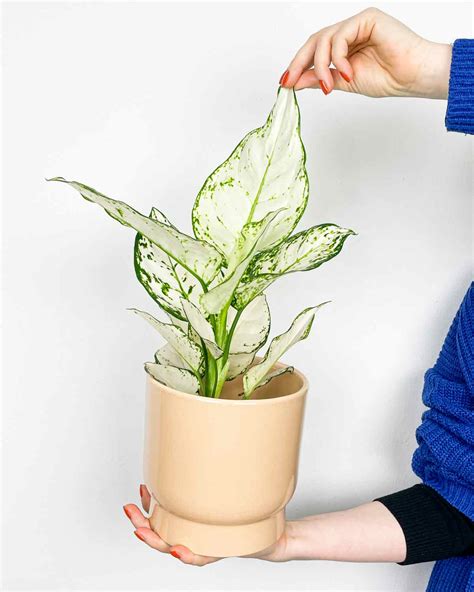 Aglaonema 'White Joy' (M) - Džungla Plants