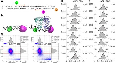 Single Molecule Fret Analysis Of Arf Dna Interaction A Schematic