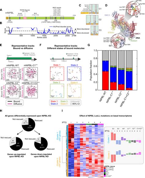 Transcription Factors Form A Ternary Complex With Nipblmau2 To Localize Cohesin At Enhancers Pmc